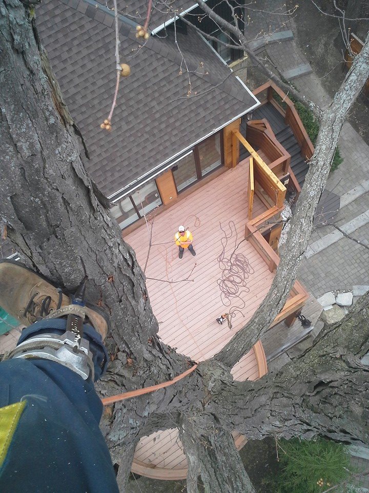 Tree Care | Acorn Tree Care- Caledon Tree Experts